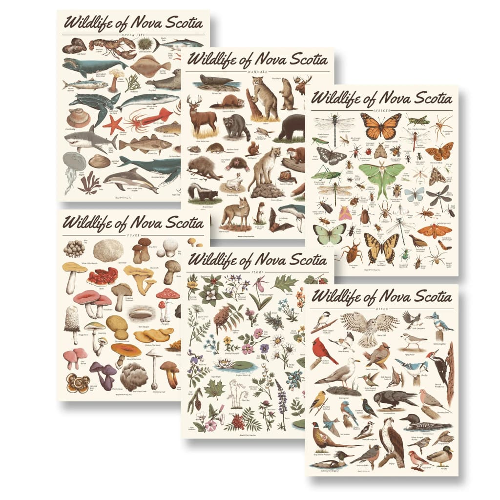 Mammals - Wildlife of Nova Scotia 16x20 Print - Midnight Oil - Inkwell ...